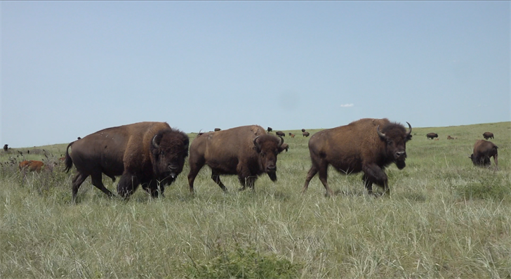 Guardians of the Plains: Valentine, NE home to historic bison herd ...